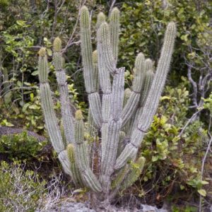 44 Pilosocereus Cacti Types: Identification and Care Instructions ...