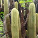 44 Pilosocereus Cacti Types: Identification and Care Instructions ...