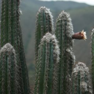 44 Pilosocereus Cacti Types: Identification and Care Instructions ...