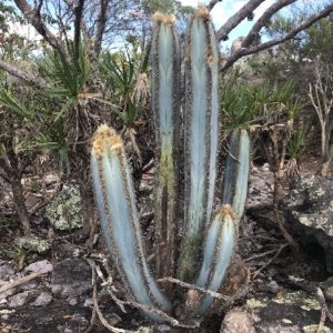 44 Pilosocereus Cacti Types: Identification and Care Instructions ...