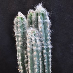 44 Pilosocereus Cacti Types: Identification and Care Instructions ...