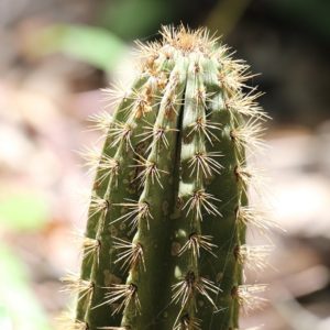 44 Pilosocereus Cacti Types: Identification and Care Instructions ...