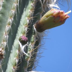 44 Pilosocereus Cacti Types: Identification and Care Instructions ...