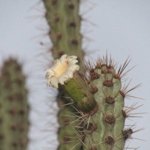 44 Pilosocereus Cacti Types: Identification and Care Instructions ...