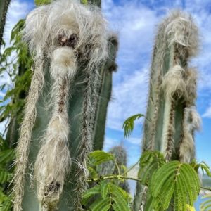 44 Pilosocereus Cacti Types: Identification and Care Instructions ...