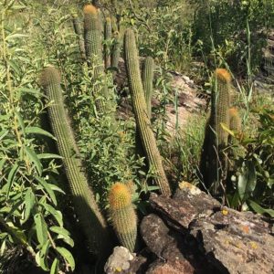 44 Pilosocereus Cacti Types: Identification and Care Instructions ...