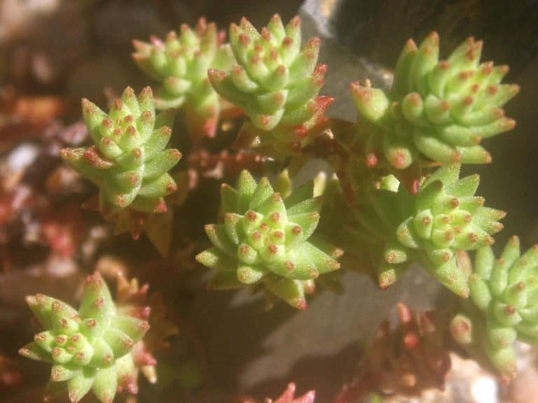 130+ Sedum Varieties That Are Too Gorgeous to Be Real | Succulent Alley