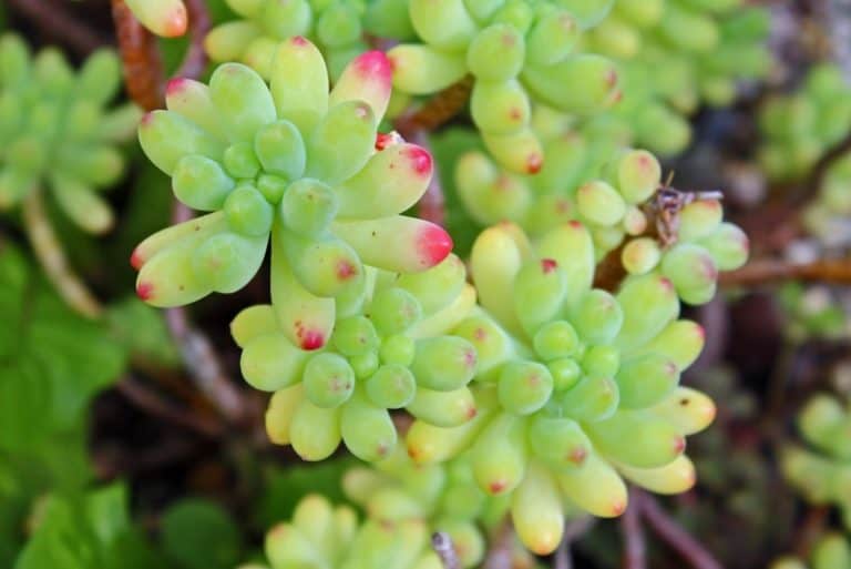 130+ Sedum Varieties That Are Too Gorgeous to Be Real | Succulent Alley