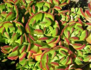 130+ Sedum Varieties That Are Too Gorgeous to Be Real | Succulent Alley
