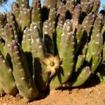 35 Types of Stapelia Succulents (With Pictures) | Succulent Alley