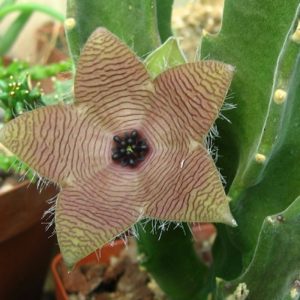 35 Types of Stapelia Succulents (With Pictures) | Succulent Alley