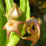 35 Types of Stapelia Succulents (With Pictures) | Succulent Alley