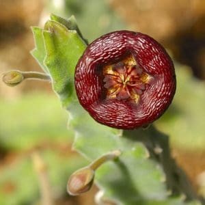 35 Types of Stapelia Succulents (With Pictures) | Succulent Alley