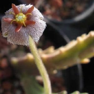 35 Types of Stapelia Succulents (With Pictures) | Succulent Alley