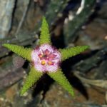 35 Types of Stapelia Succulents (With Pictures) | Succulent Alley