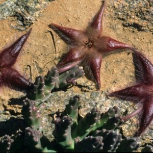 35 Types of Stapelia Succulents (With Pictures) | Succulent Alley