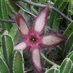 35 Types of Stapelia Succulents (With Pictures) | Succulent Alley