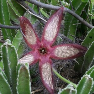 35 Types of Stapelia Succulents (With Pictures) | Succulent Alley