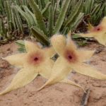 35 Types of Stapelia Succulents (With Pictures) | Succulent Alley