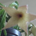 35 Types of Stapelia Succulents (With Pictures) | Succulent Alley