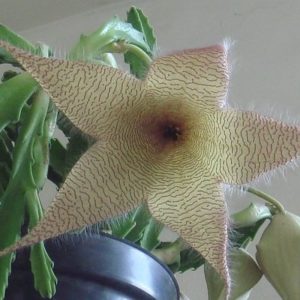 35 Types of Stapelia Succulents (With Pictures) | Succulent Alley