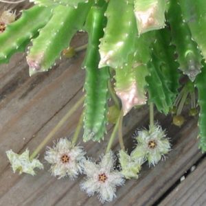 35 Types of Stapelia Succulents (With Pictures) | Succulent Alley