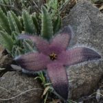 35 Types of Stapelia Succulents (With Pictures) | Succulent Alley