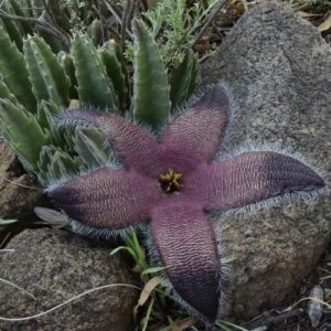 35 Types of Stapelia Succulents (With Pictures) | Succulent Alley