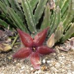 35 Types of Stapelia Succulents (With Pictures) | Succulent Alley