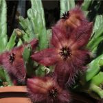 35 Types of Stapelia Succulents (With Pictures) | Succulent Alley