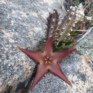 35 Types of Stapelia Succulents (With Pictures) | Succulent Alley