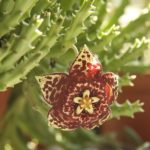35 Types of Stapelia Succulents (With Pictures) | Succulent Alley