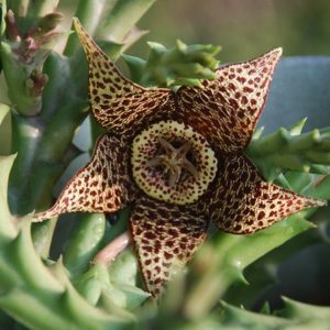 35 Types of Stapelia Succulents (With Pictures) | Succulent Alley