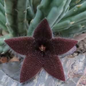 35 Types of Stapelia Succulents (With Pictures) | Succulent Alley