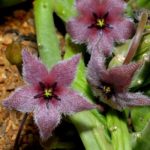 35 Types of Stapelia Succulents (With Pictures) | Succulent Alley
