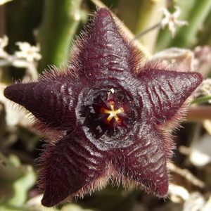 35 Types of Stapelia Succulents (With Pictures) | Succulent Alley