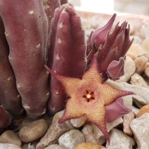35 Types of Stapelia Succulents (With Pictures) | Succulent Alley