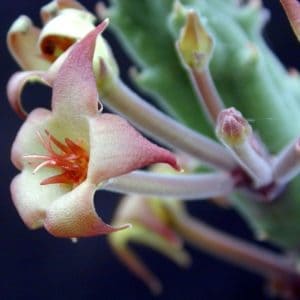 35 Types of Stapelia Succulents (With Pictures) | Succulent Alley