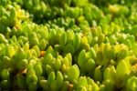 Ice Plant Succulent Care 101: A Comprehensive Guide | Succulent Alley