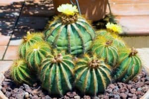 64 Parodia Cacti You Need to Grow (With Stunning Photos) | Succulent Alley