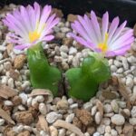 Grow Conophytum Succulents: 143 Varieties and Care Basics | Succulent Alley
