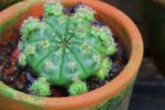Mastering Cactus Propagation: 4 Techniques You Can't Miss | Succulent Alley