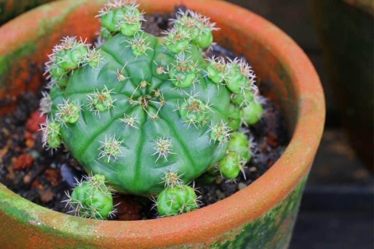 Mastering Cactus Propagation: 4 Techniques You Can't Miss | Succulent Alley