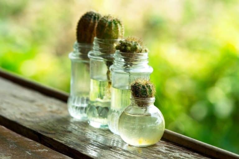 Mastering Cactus Propagation: 4 Techniques You Can't Miss | Succulent Alley