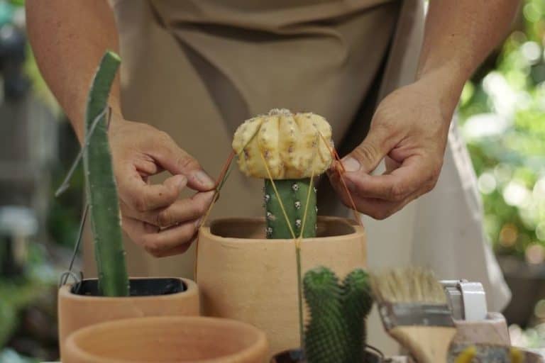 Mastering Cactus Propagation: 4 Techniques You Can't Miss | Succulent Alley