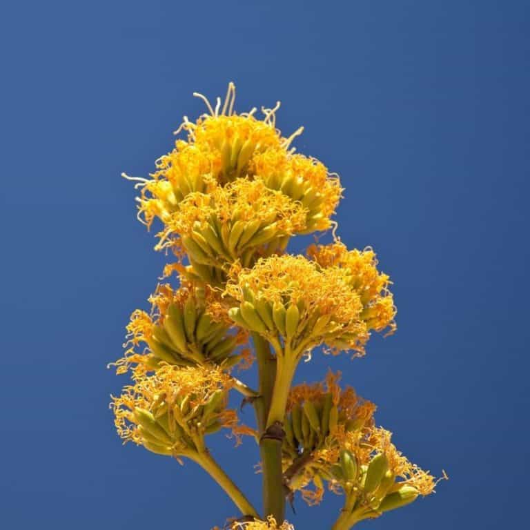 Understanding the Blooming Cycle of a Century Plant | Succulent Alley