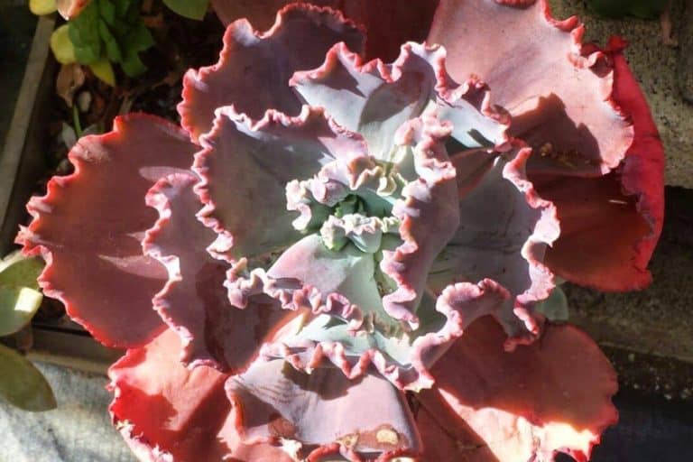 Echeveria Ruffles Red: Characteristics and Care | Succulent Alley