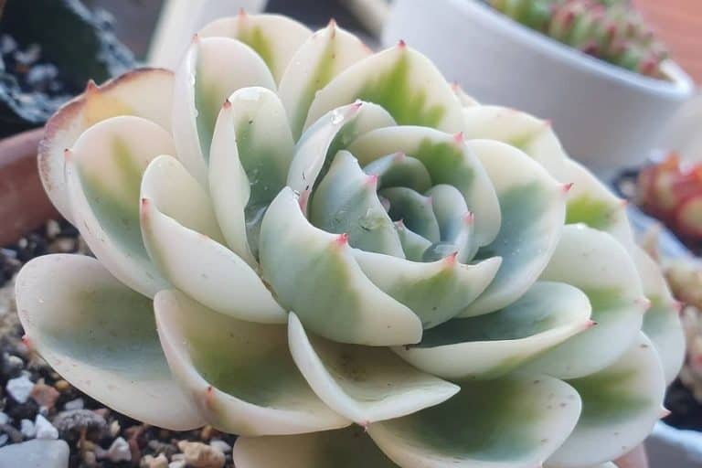 Echeveria Compton Carousel: Characteristics and Care | Succulent Alley