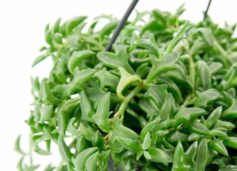 Step-by-Step: Propagating String of Dolphins | Succulent Alley