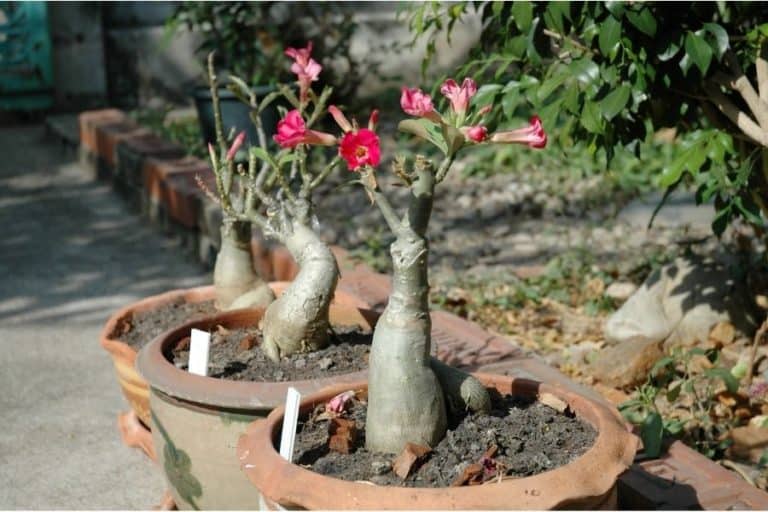 Pruning Desert Rose: A Comprehensive How-To | Succulent Alley
